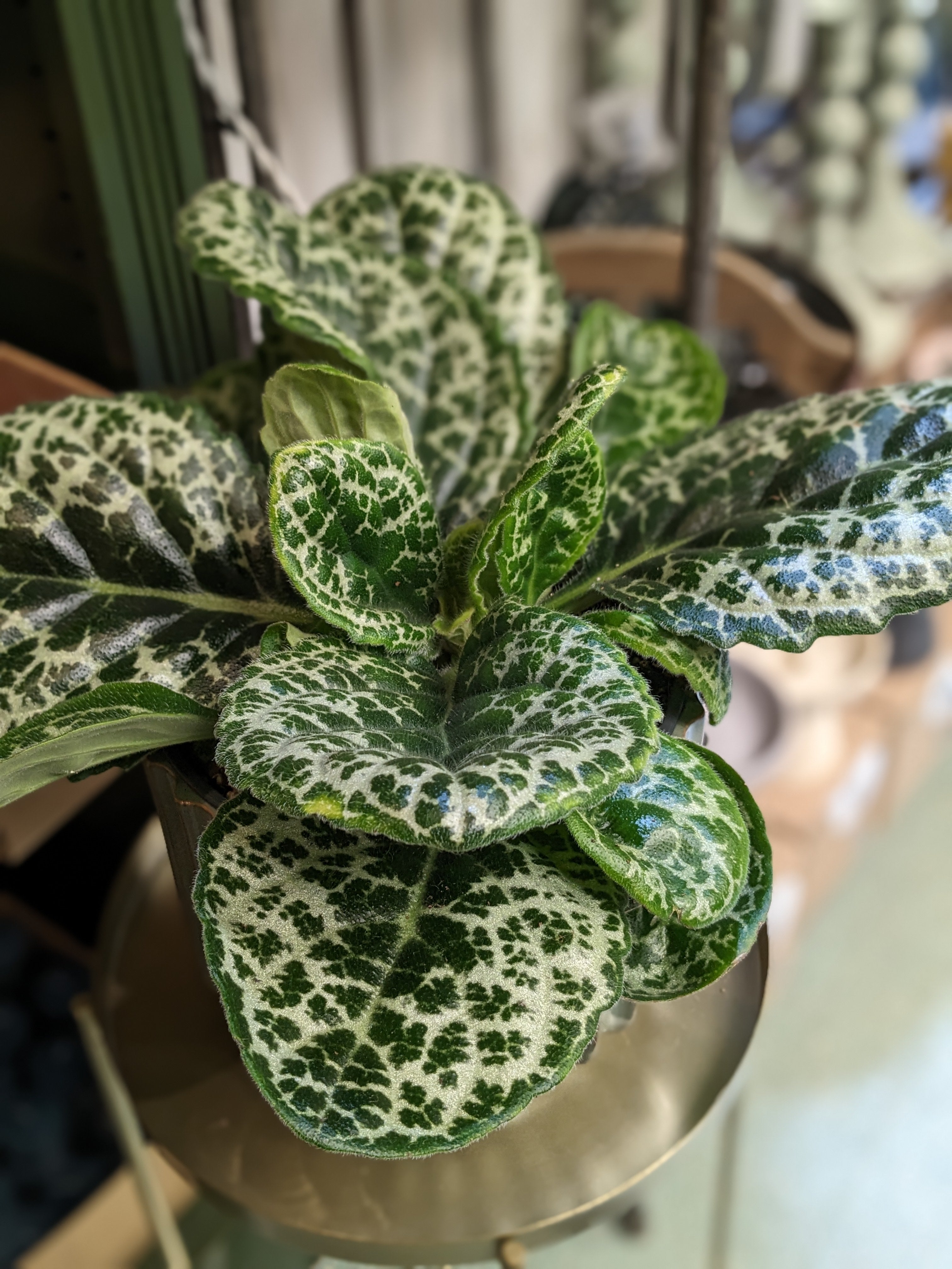 Streptocarpus - Pretty Turtle – George Preston Florist