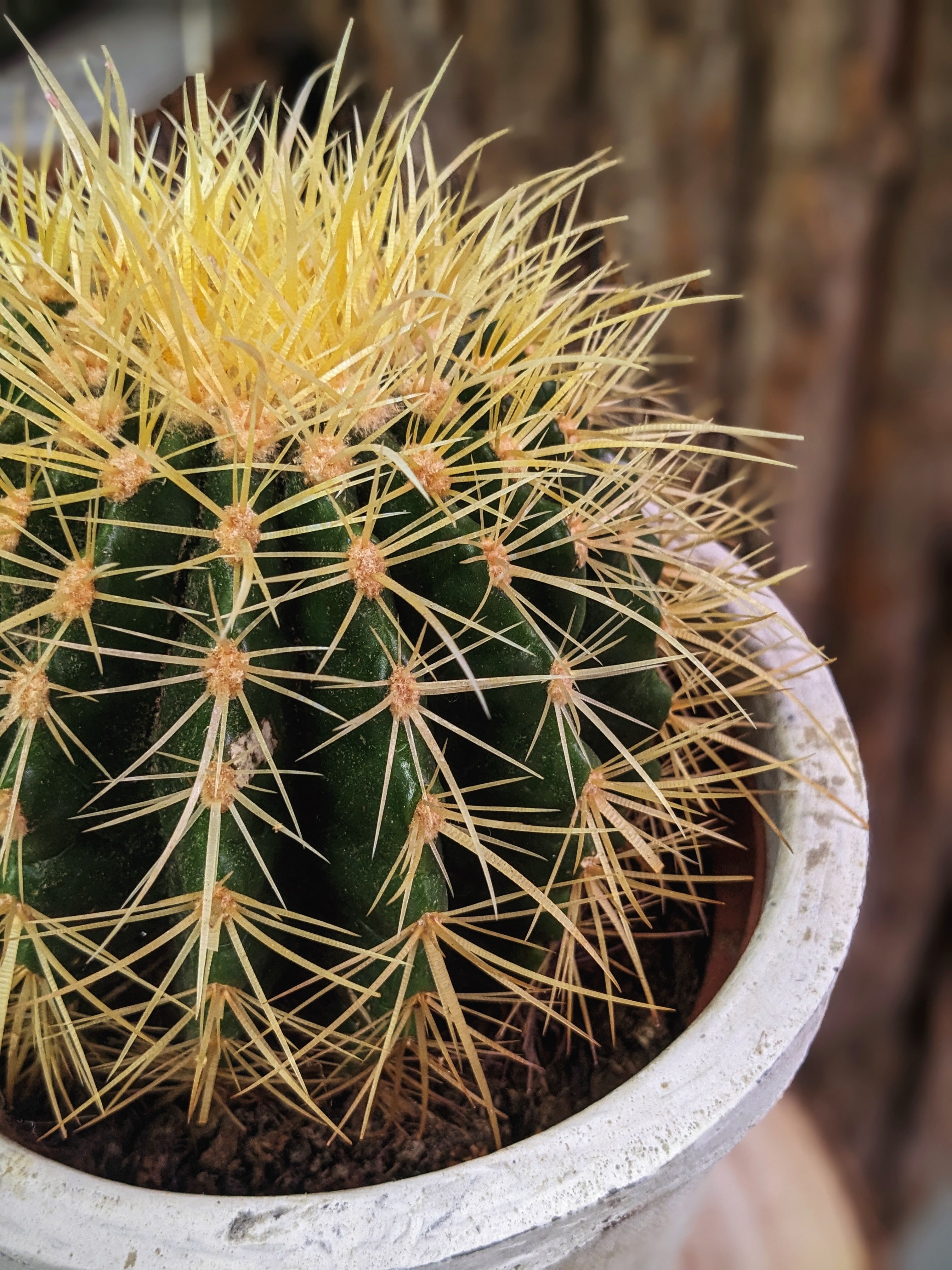 Grumpy (Cactus) – George Preston Florist